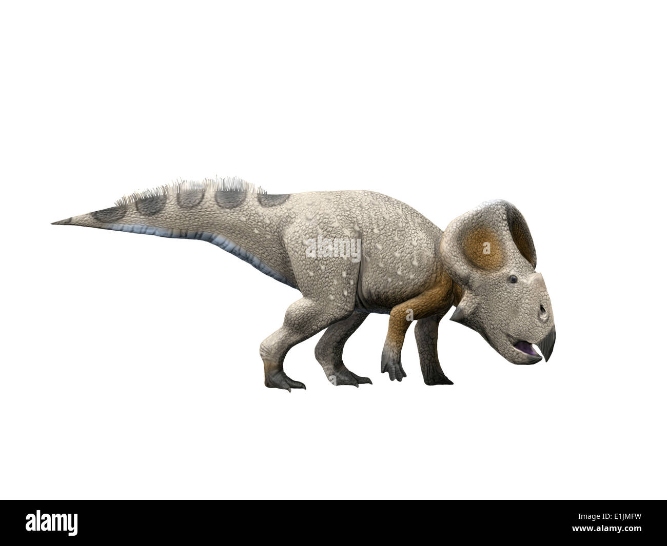 Protoceratops dinosaur, white background Stock Photo - Alamy