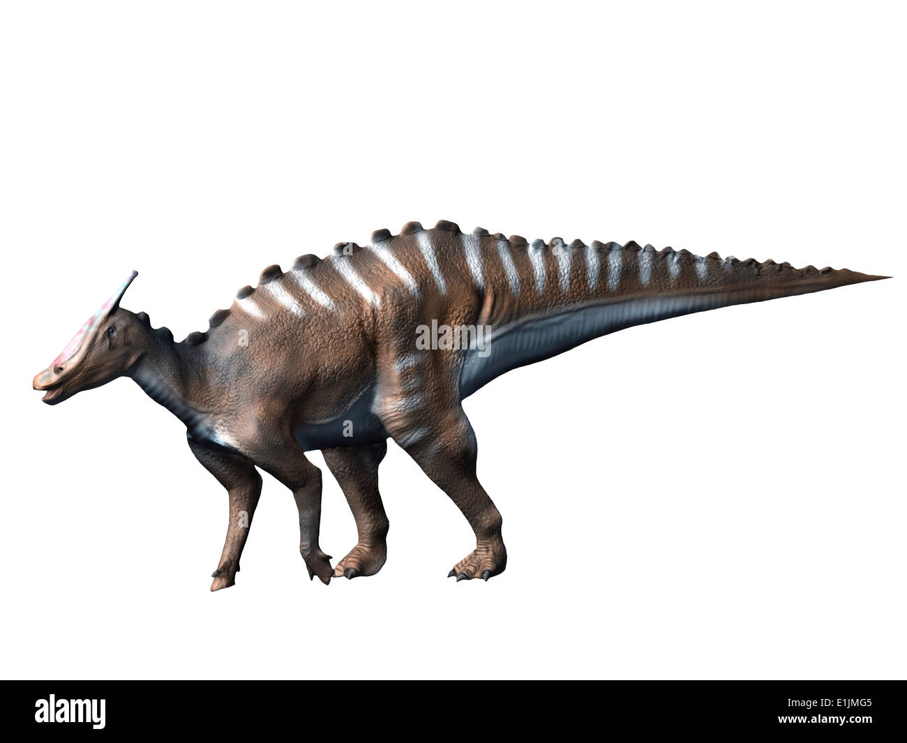 Saurolophus dinosaur, white background Stock Photo - Alamy