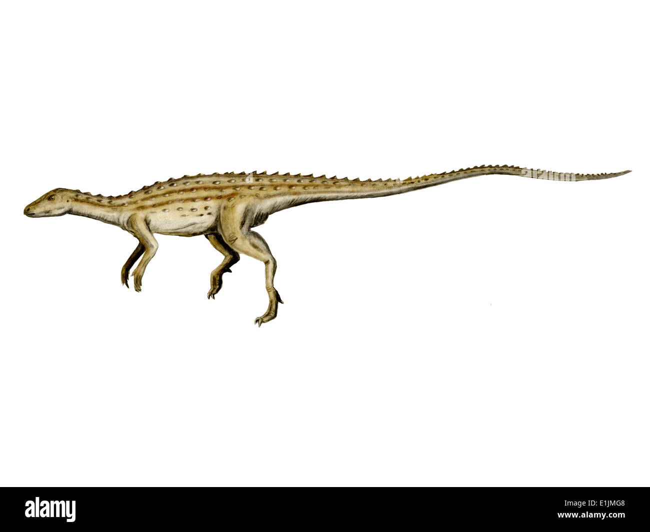 Scutellosaurus dinosaur, white background Stock Photo - Alamy