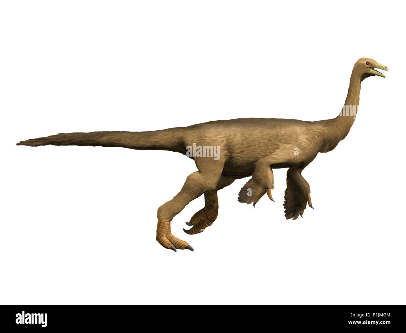 Struthiomimus Feathers