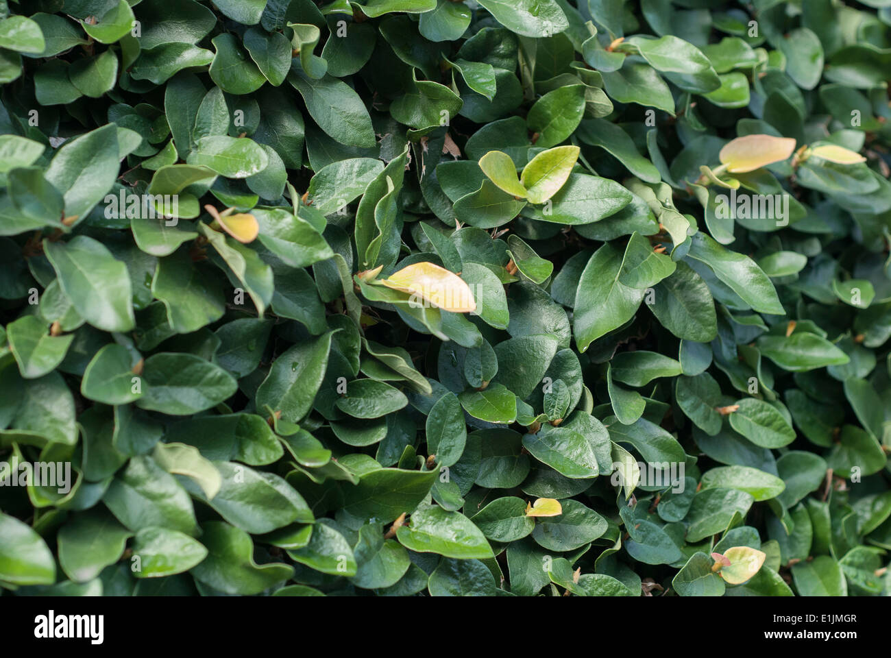 Leaves On A Hedge Stock Photo - Alamy