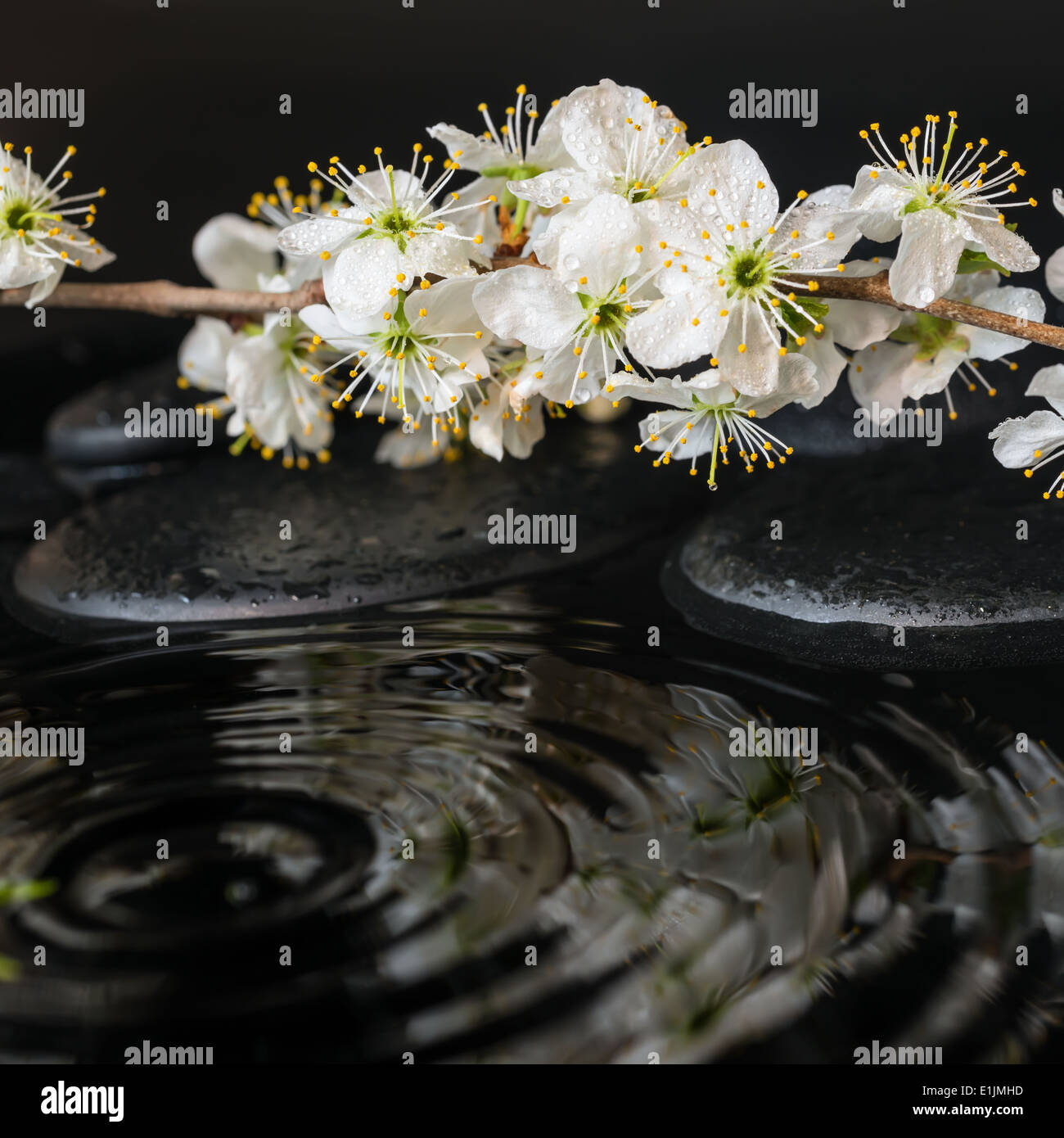 Spa set of zen stones, blooming fresh twig of plum with ripple ...