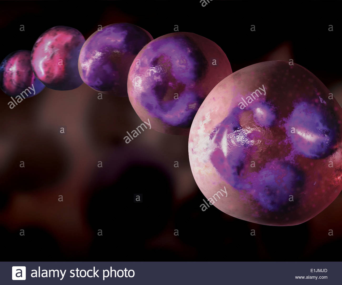 Hematopoiesis Stock Photos & Hematopoiesis Stock Images - Alamy