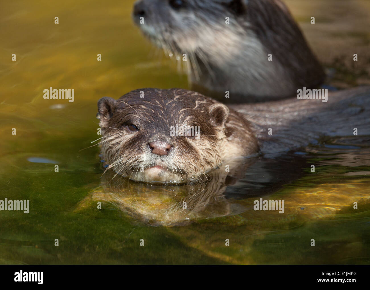 Otter close up head hi-res stock photography and images - Alamy