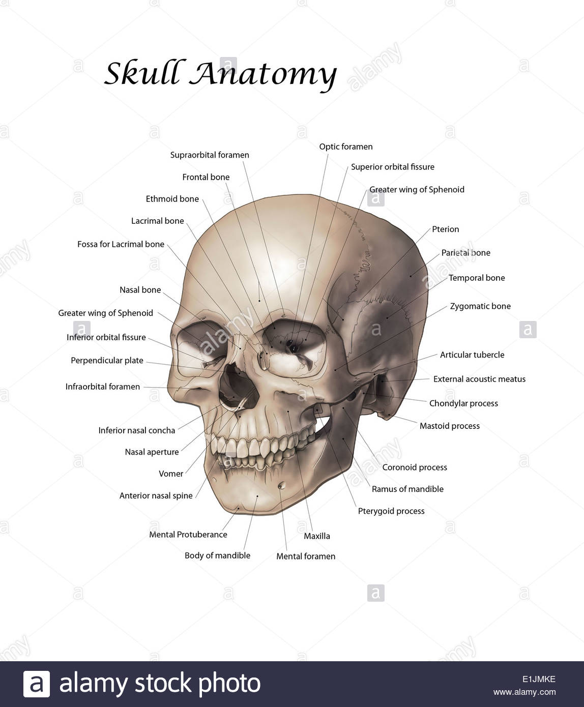 Ethmoid Bone Stock Photos & Ethmoid Bone Stock Images - Alamy