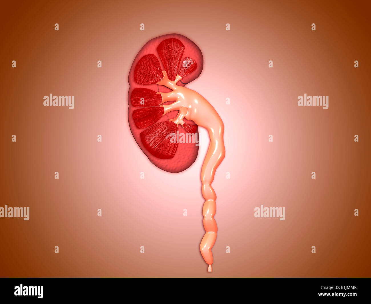 Ureterovesical junction (UVJ) in the kidney. This is the point where ...