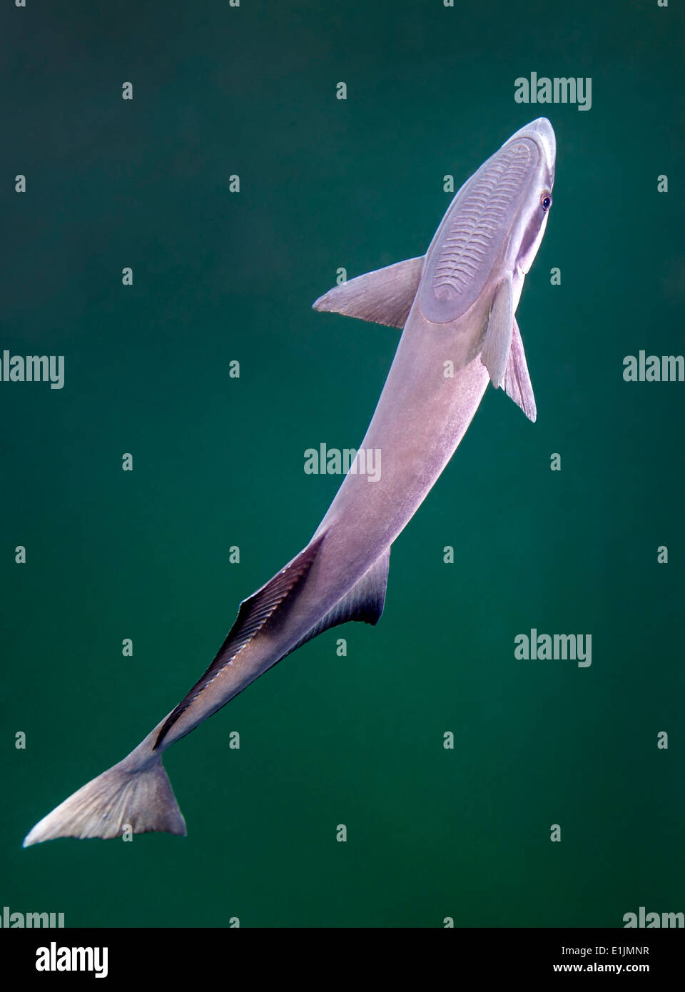 Remora fish hi-res stock photography and images - Alamy