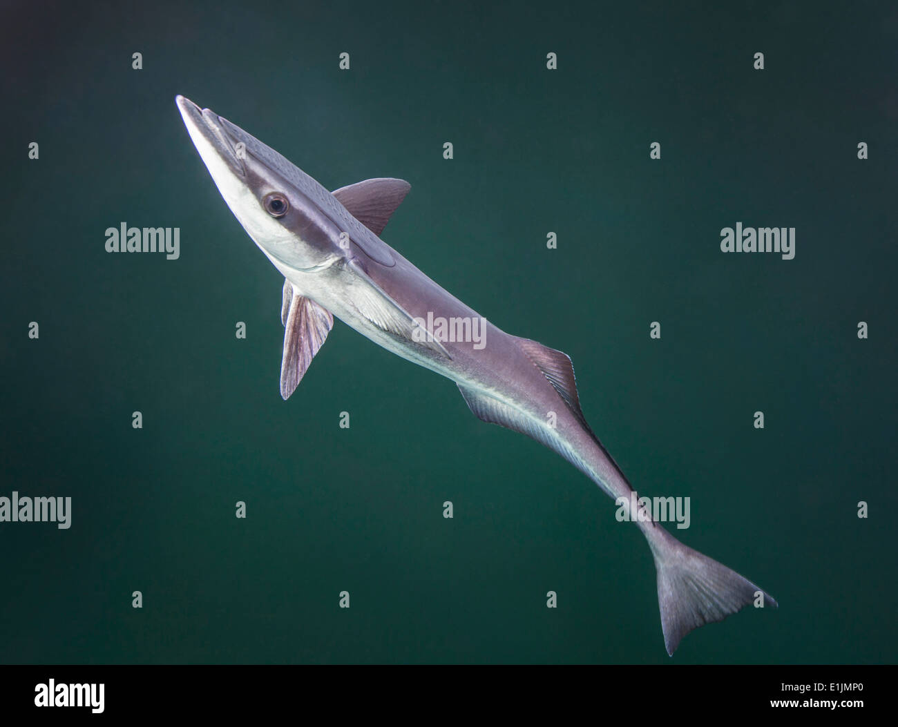 Remora Fish Stock Photos & Remora Fish Stock Images - Alamy