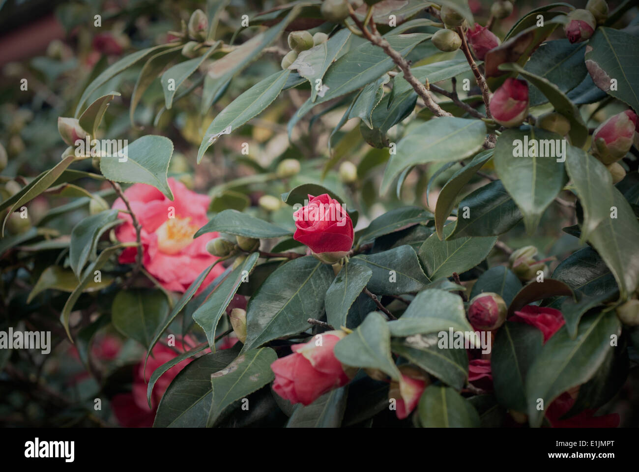 Peony rose hi-res stock photography and images - Alamy