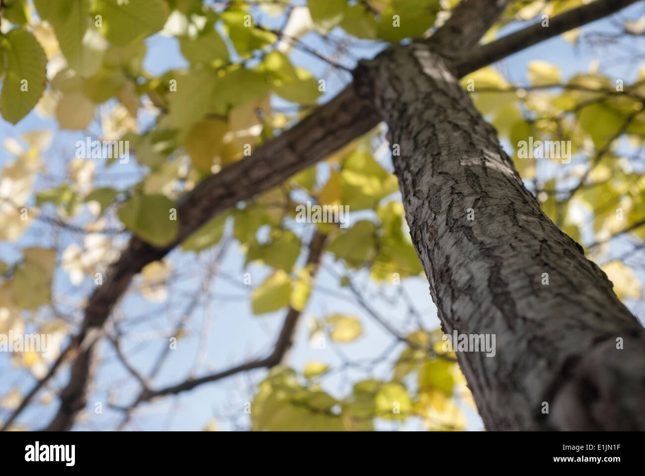 Common lime tree bark hi-res stock photography and images - Alamy