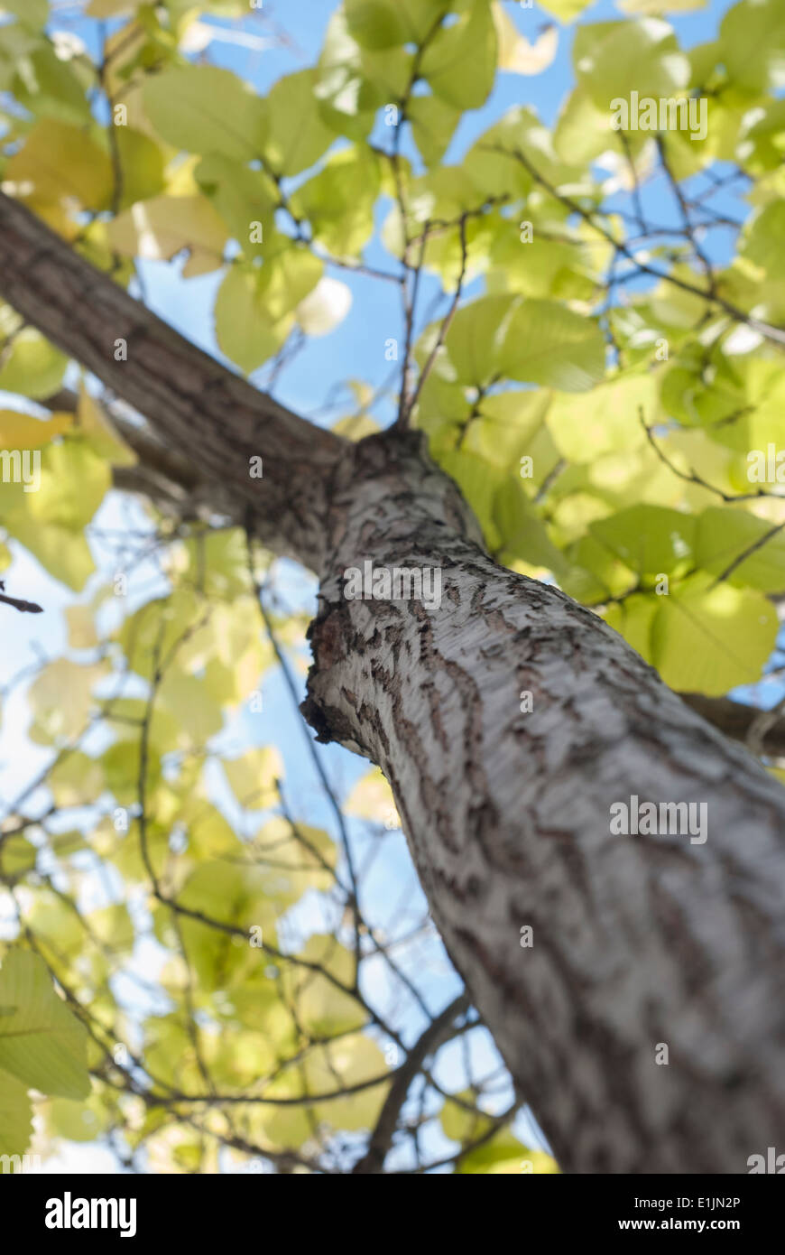 Lime tree bark hi-res stock photography and images - Alamy