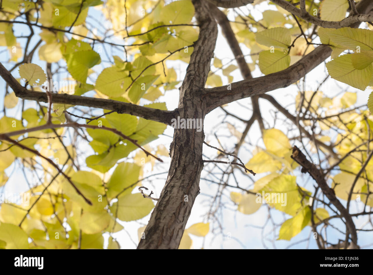 Common Lime Tree Stock Photo - Alamy
