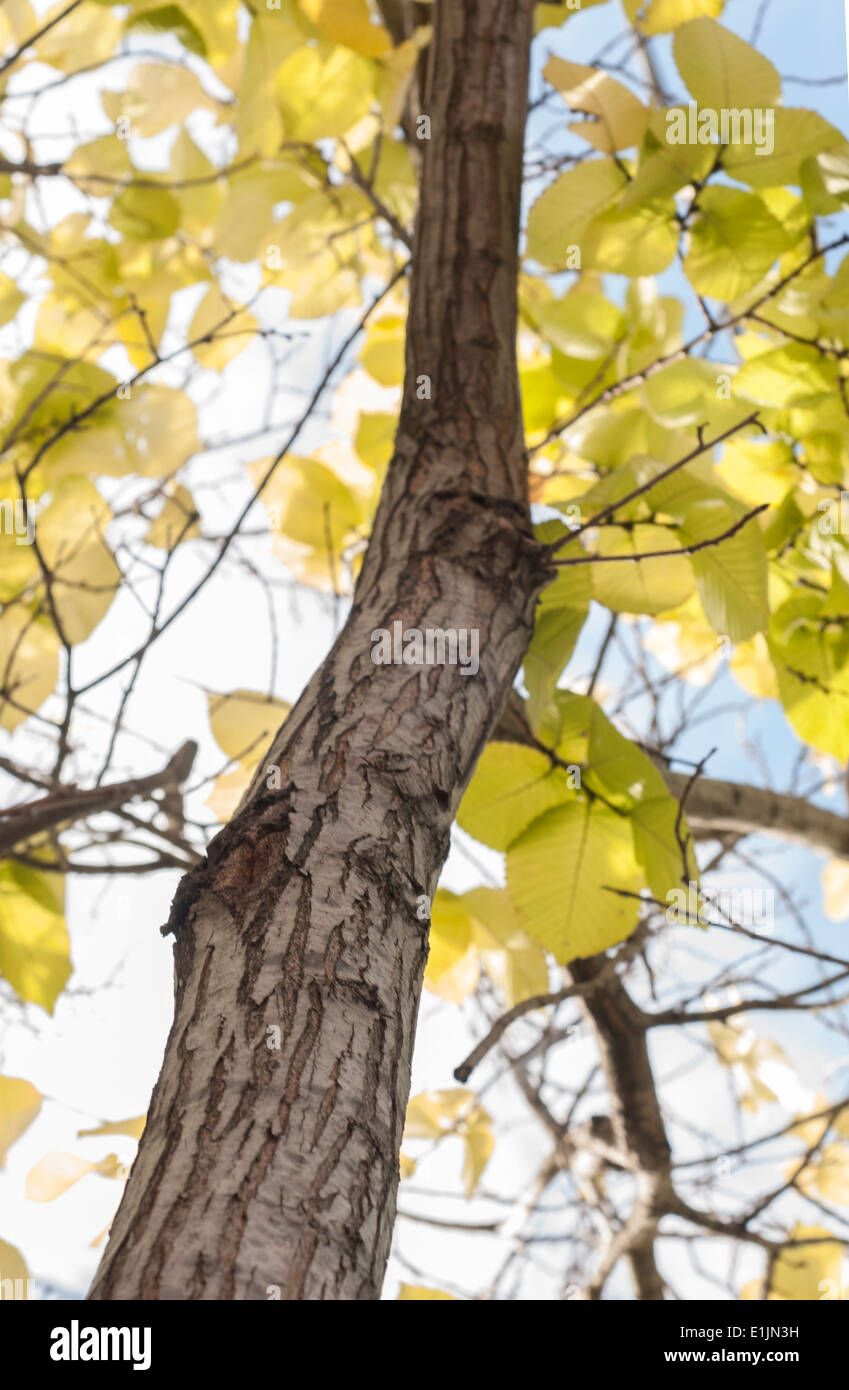Lime Tree Bark High Resolution Stock Photography and Images - Alamy