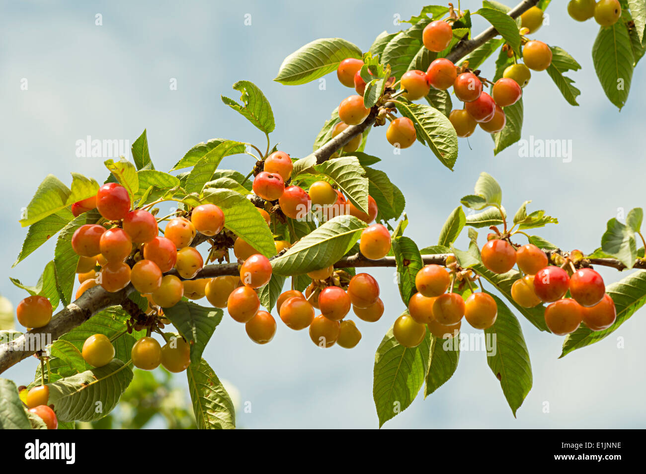 Yellow cherry tree fruit hi-res stock photography and images - Alamy