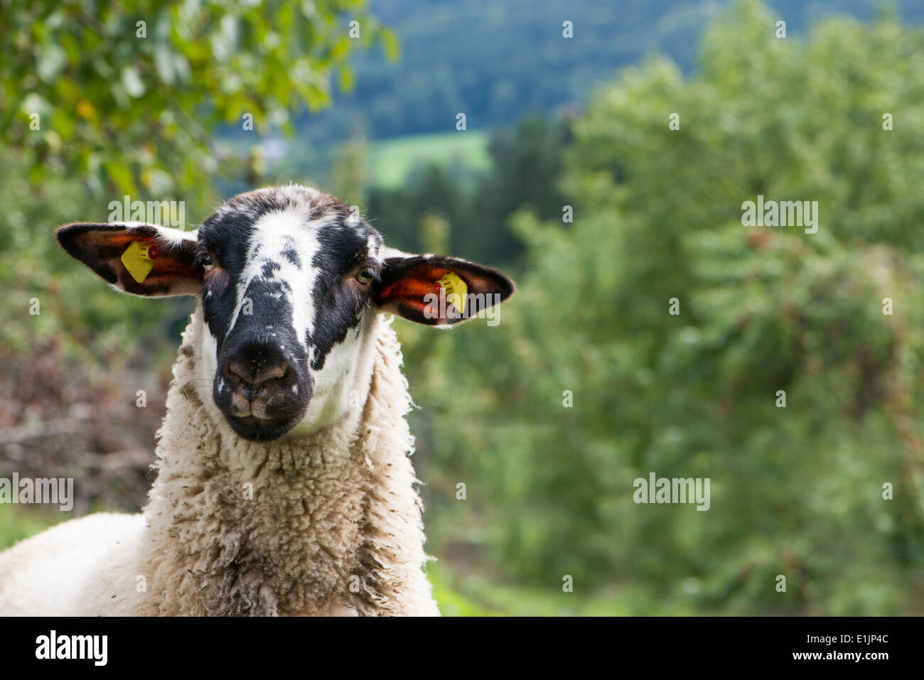 Sheep looking at the camera Stock Photo - Alamy