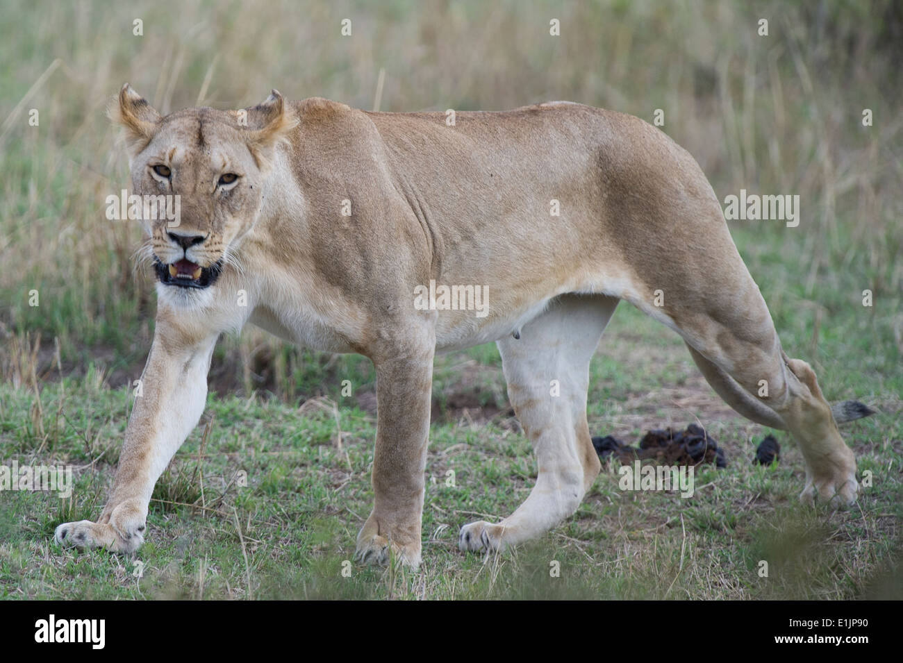 lion, big, cat, Africa, African, mane, animals, mammals, carnivores ...