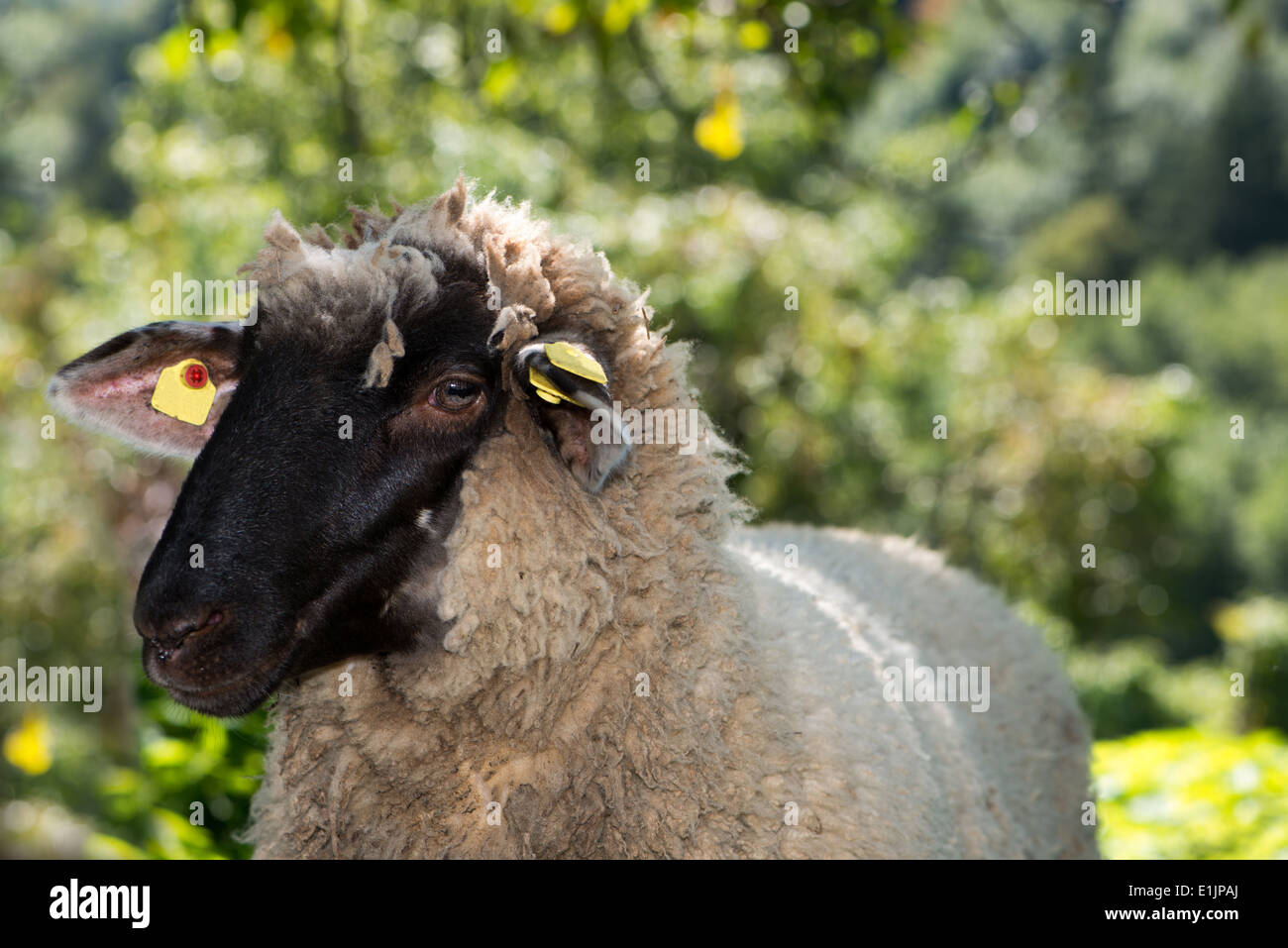 Sheep looking at the camera Stock Photo - Alamy