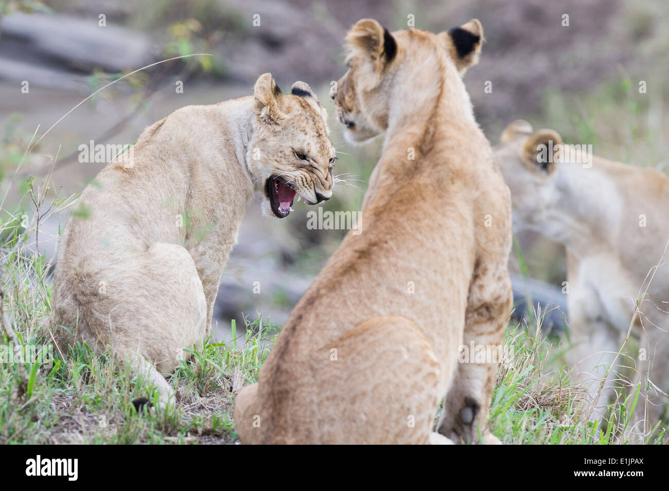 lion, big, cat, Africa, African, mane, blue, sky, animals, mammals ...