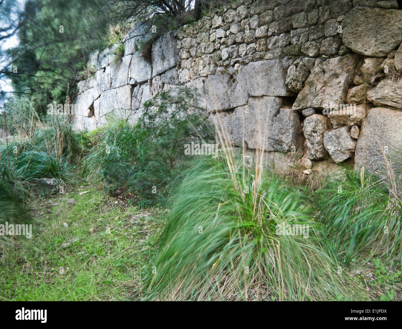 Megalithic walls of the ancient city of Cosa, a Latin colony founded in ...