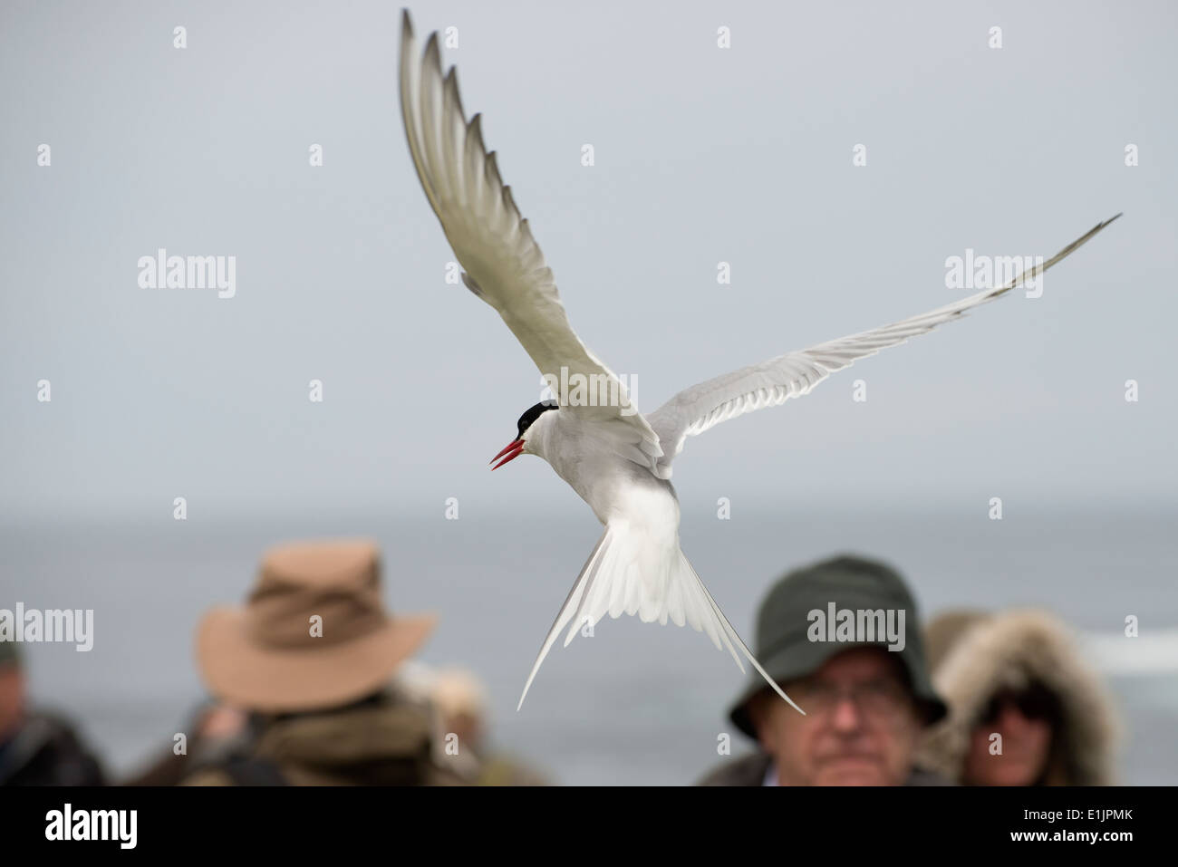 Arctic Stern defending its nest at the RSPB protected colony in the ...