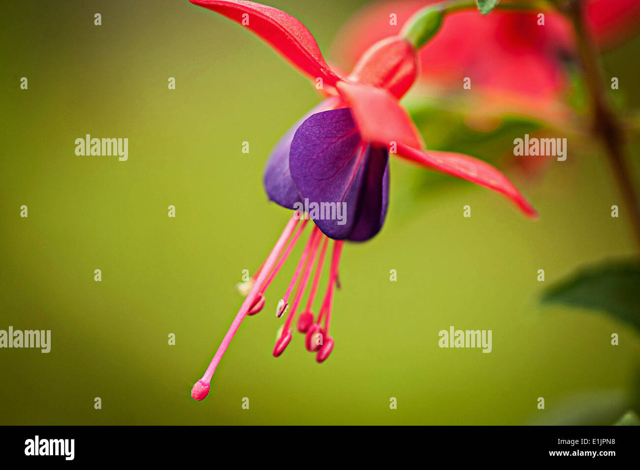 Crimson fuchsia hi-res stock photography and images - Alamy