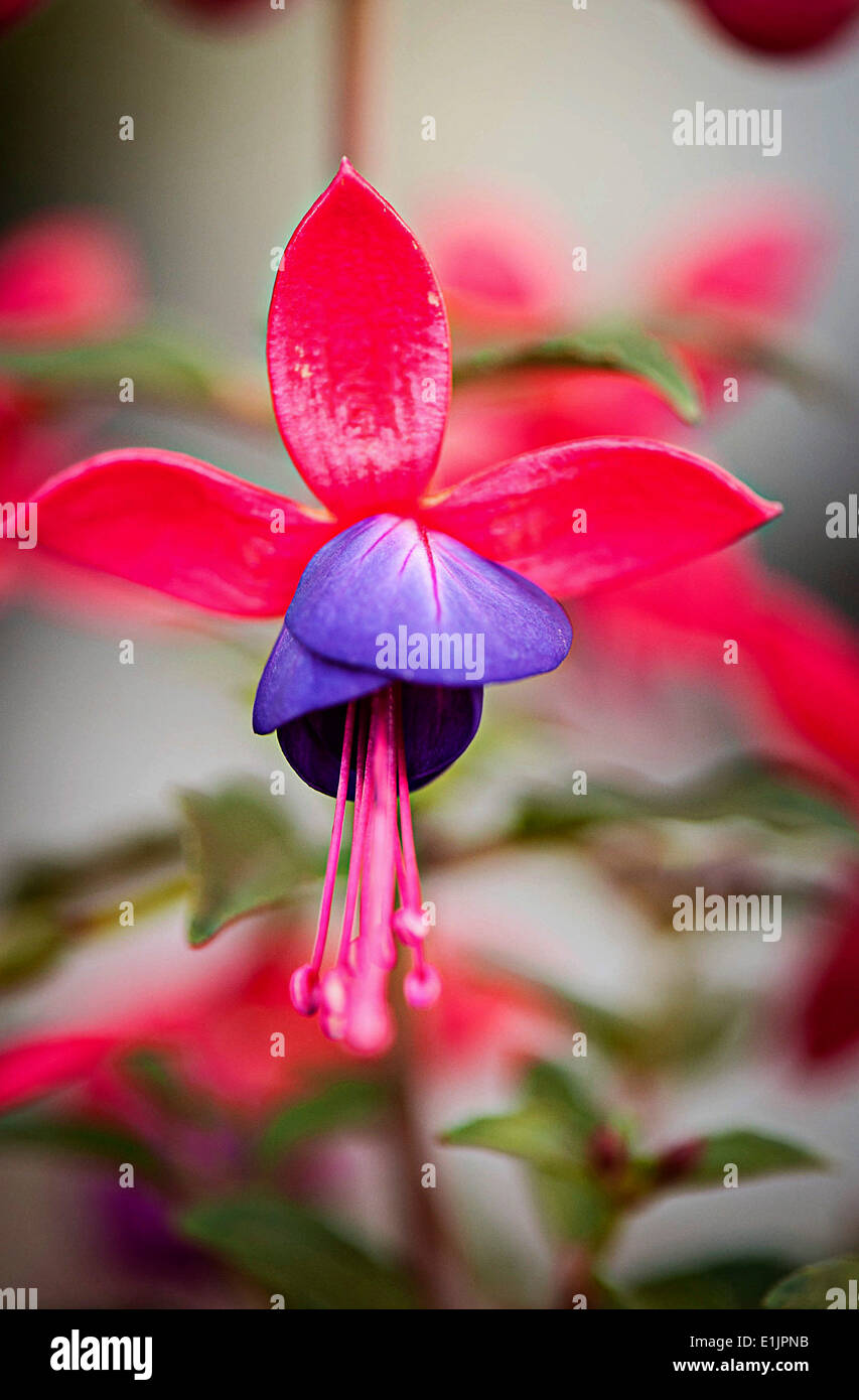 Crimson fuchsia hi-res stock photography and images - Alamy
