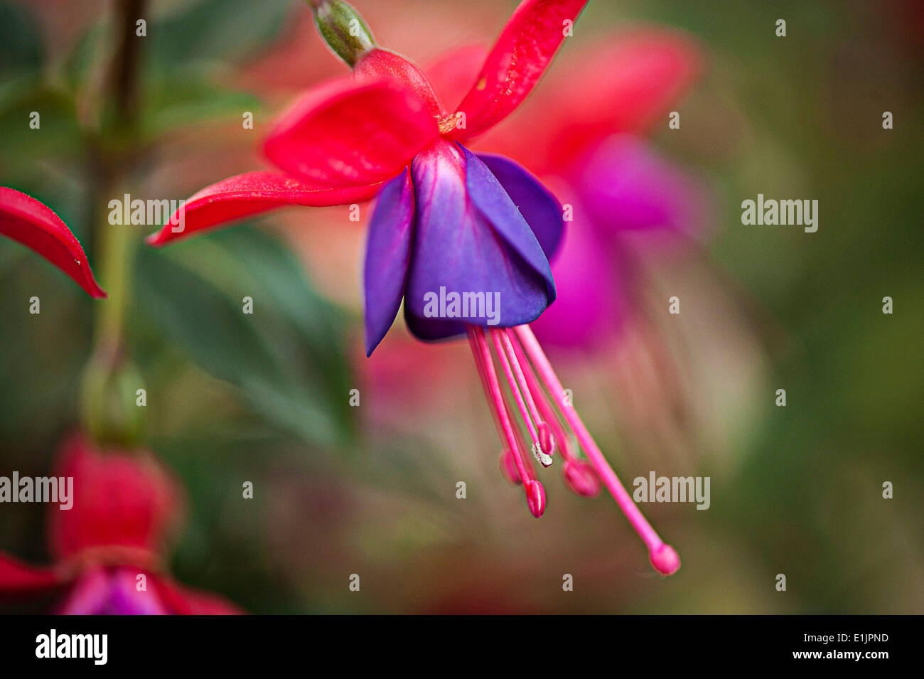Fuchsia Brutus in flower Stock Photo - Alamy