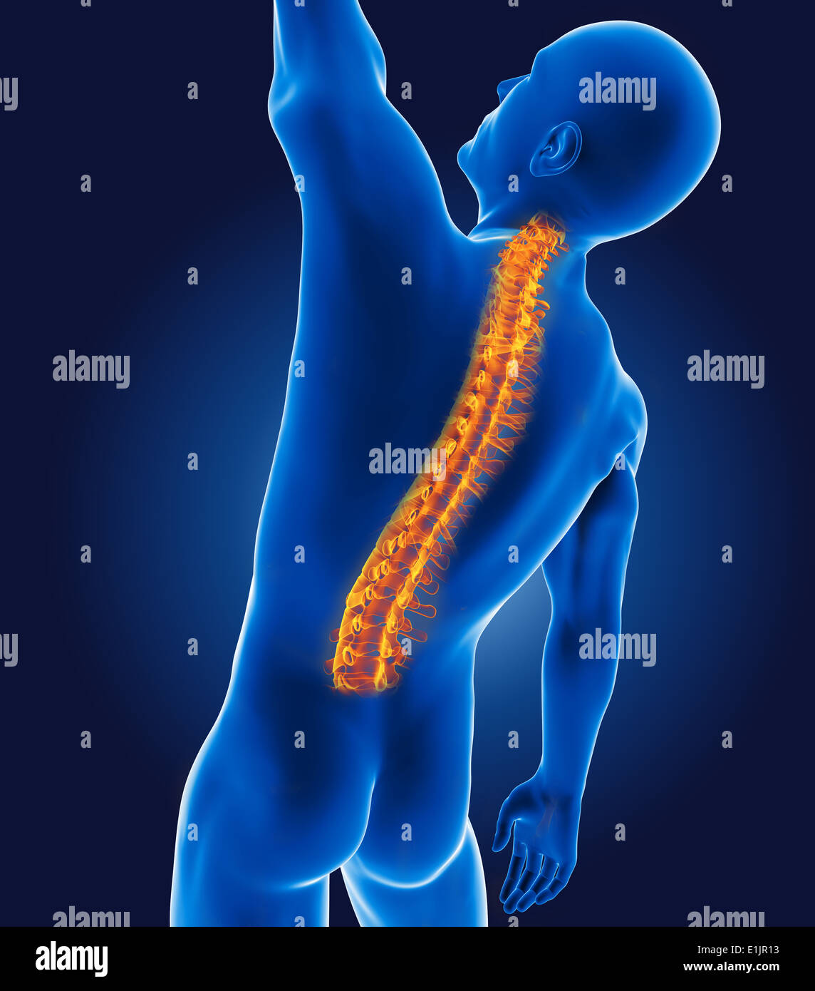 3D medical man with skeleton spine highlighted Stock Photo - Alamy