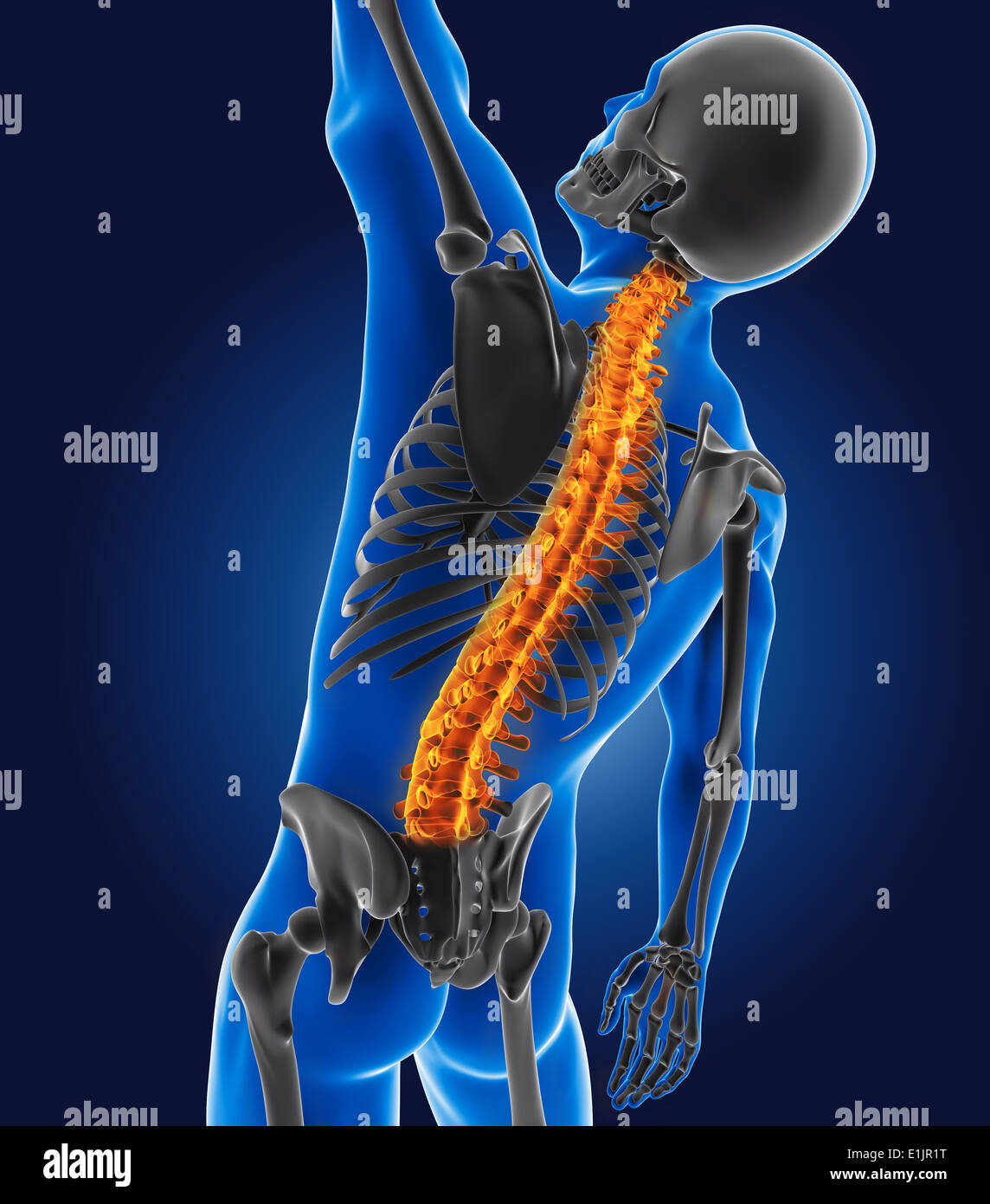 3D medical man with skeleton spine highlighted Stock Photo - Alamy