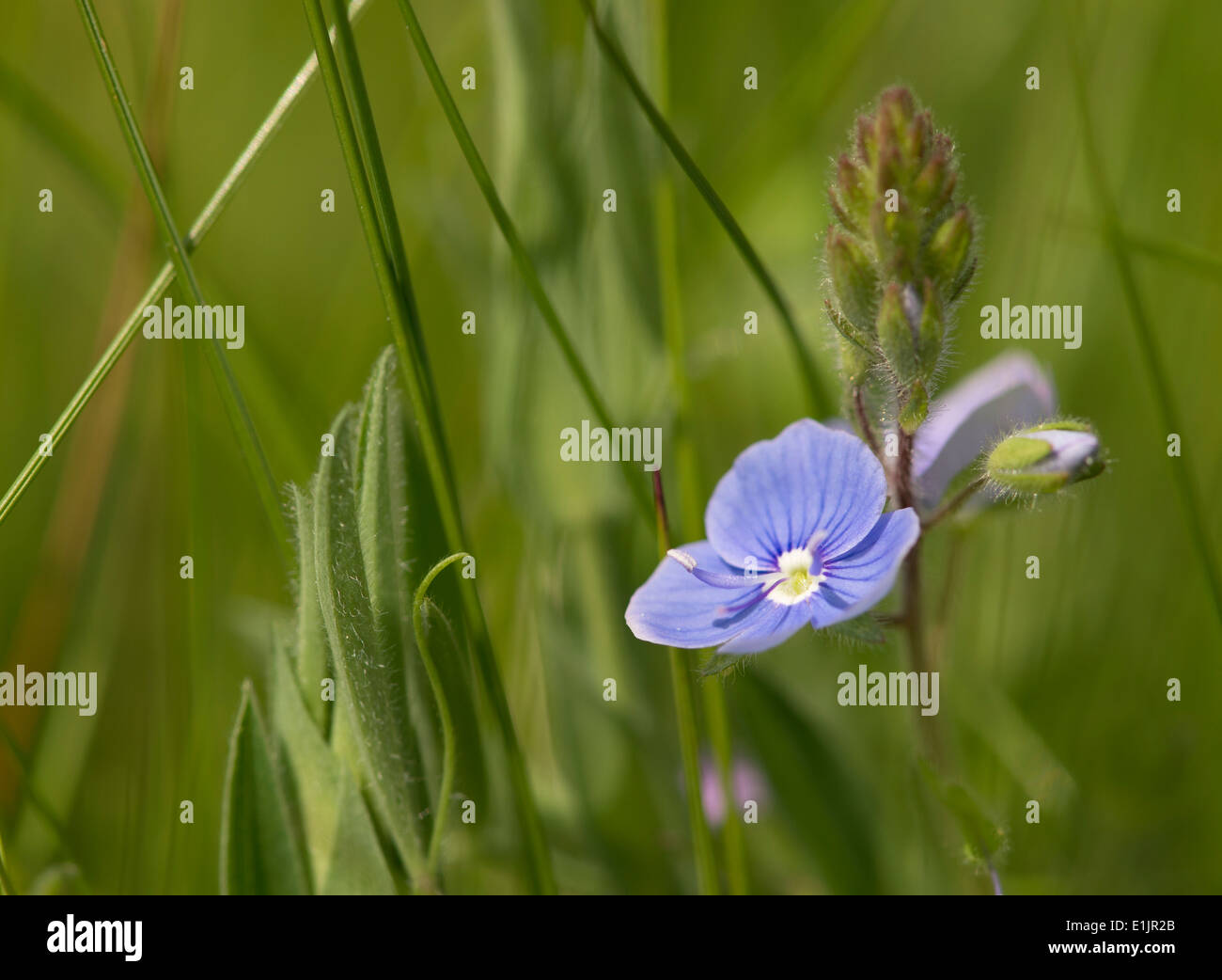 Slender petals hi-res stock photography and images - Alamy