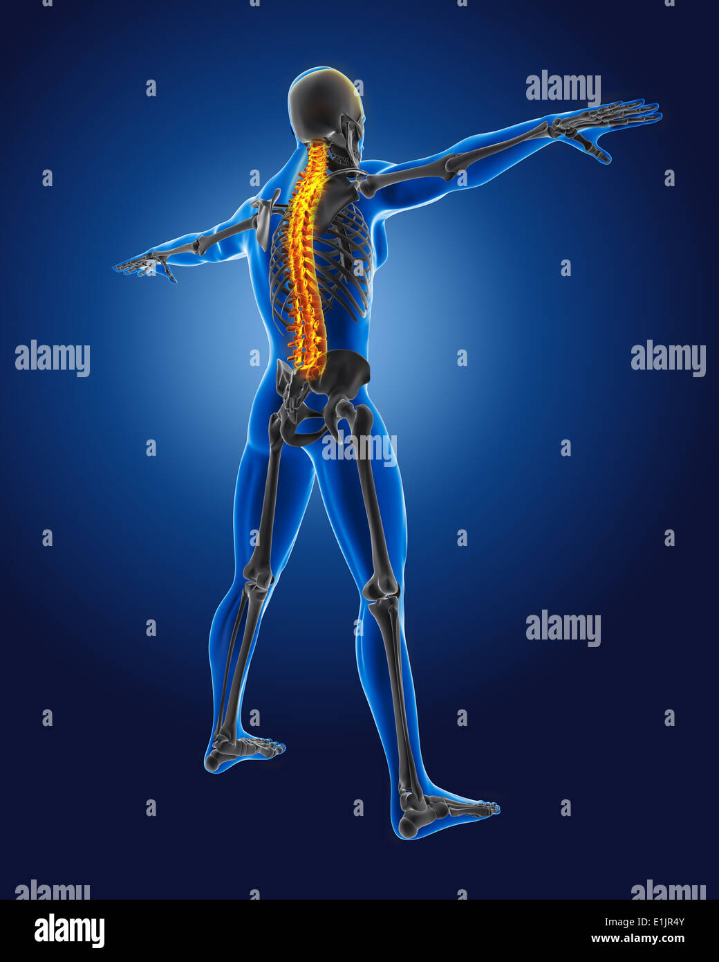 3D medical man with skeleton spine highlighted Stock Photo - Alamy