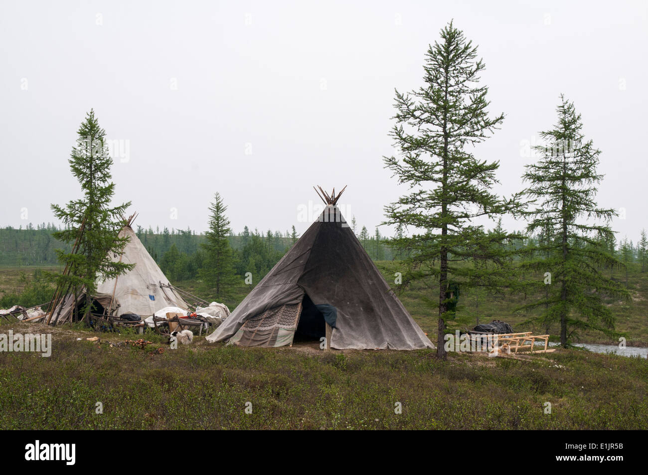 Reindeer herders camp of the nomadic Nenets people in the Russian ...