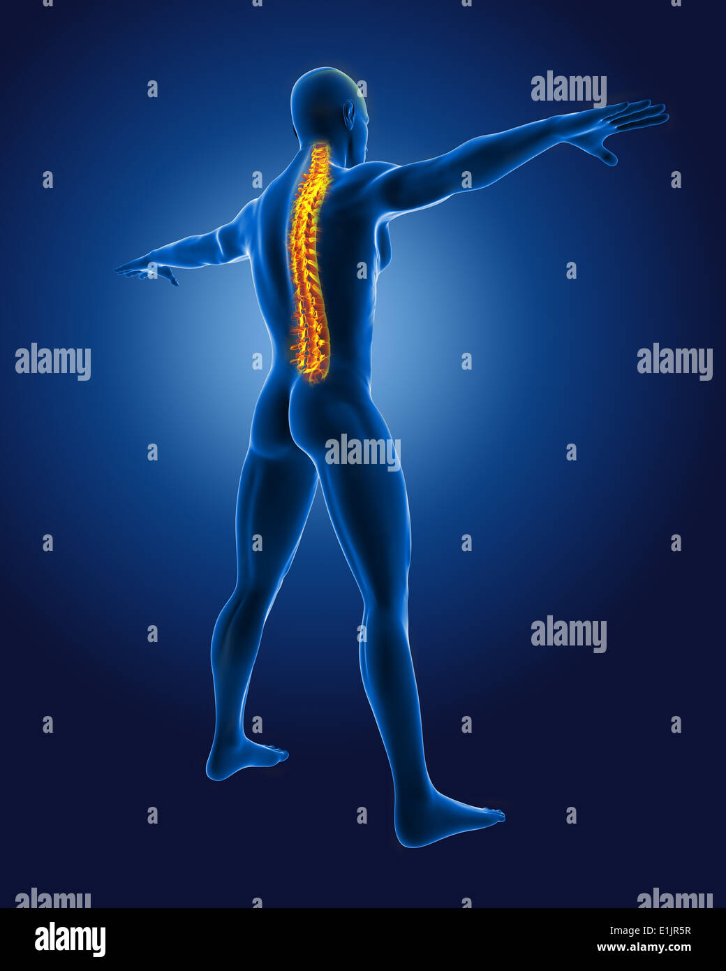 3D medical man with skeleton spine highlighted Stock Photo - Alamy