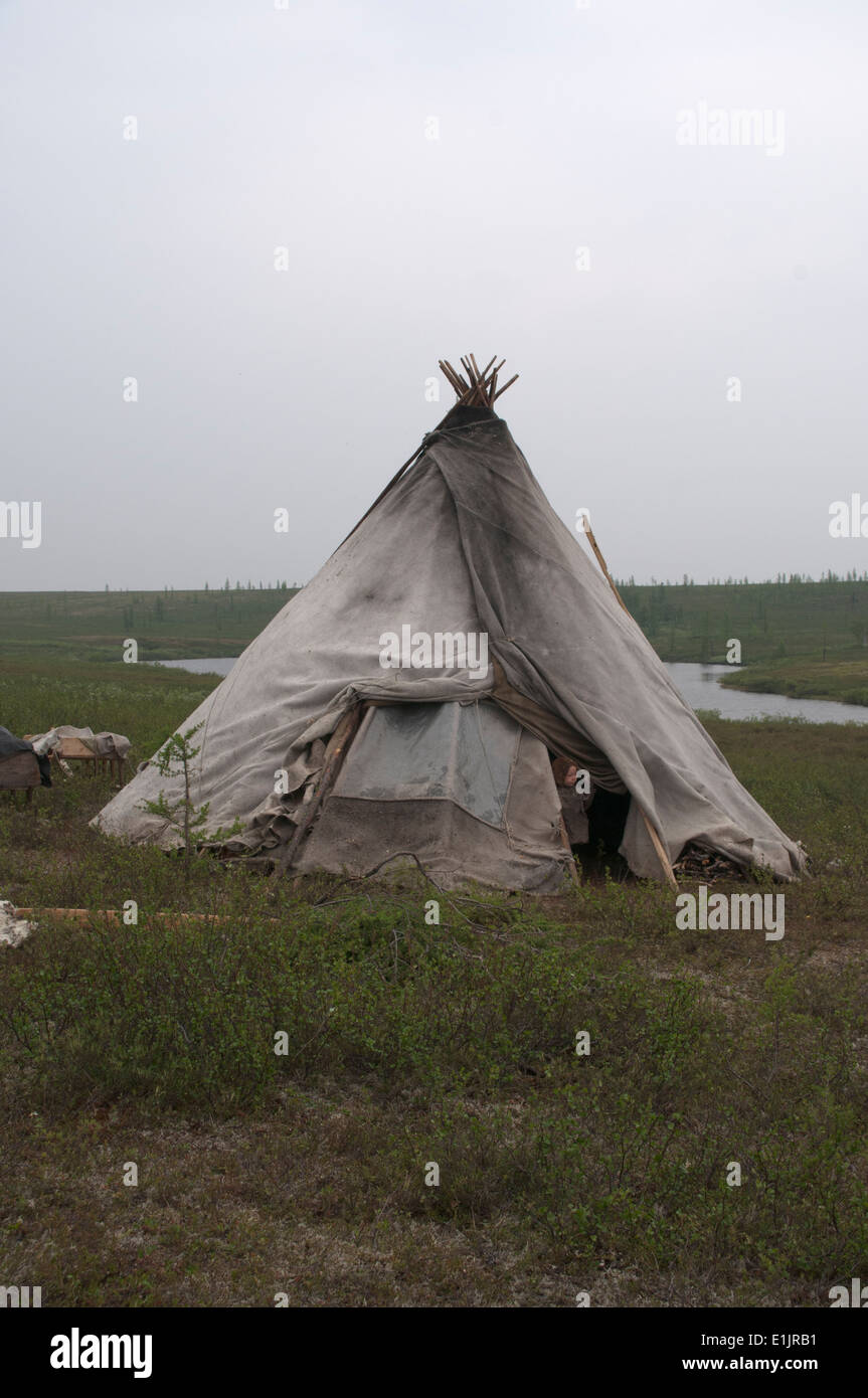 Reindeer herders camp of the nomadic Nenets people in the Russian ...