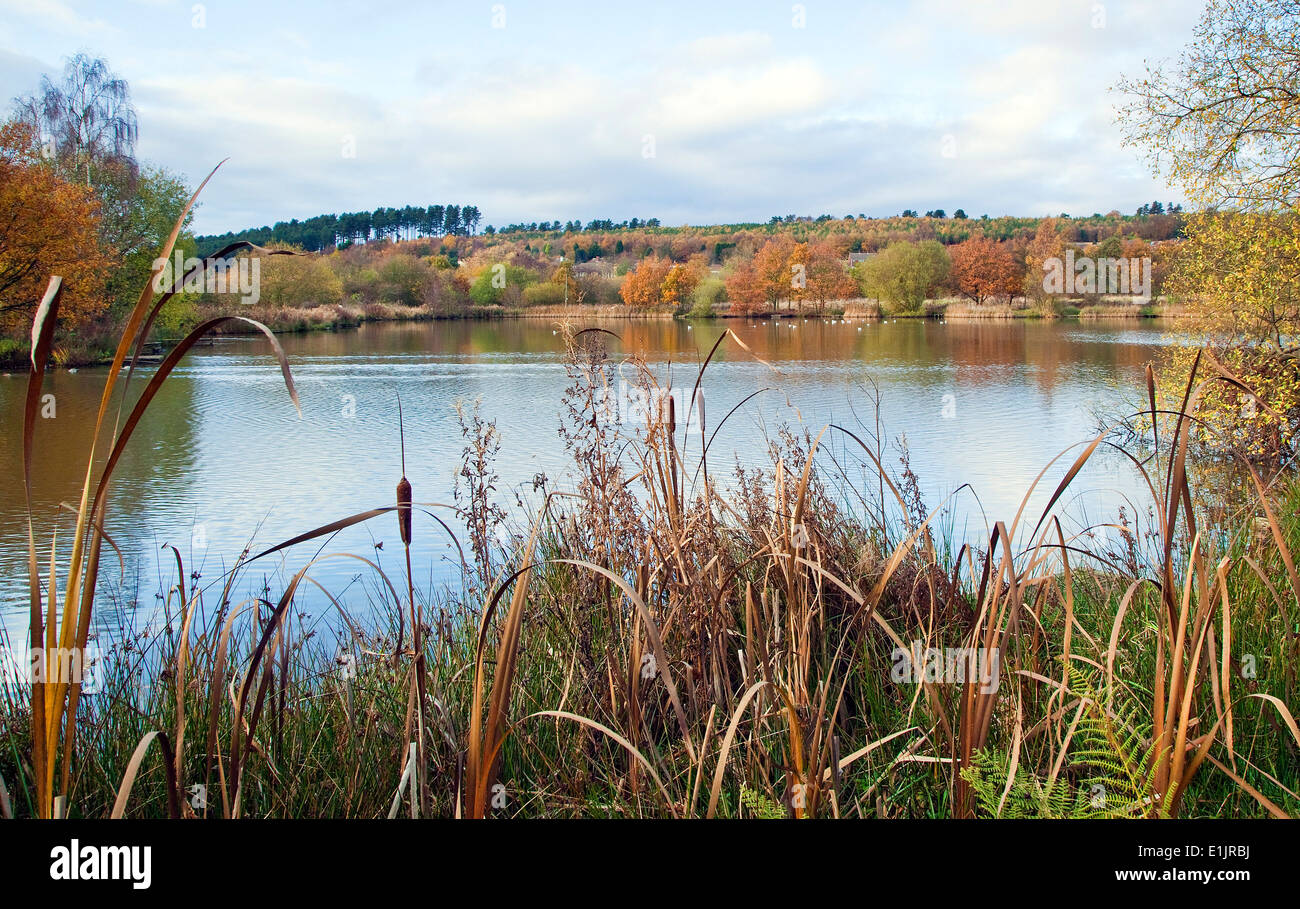 Autumn colour Hazel Slade Nature Reserve Cannock Chase Country Park ...