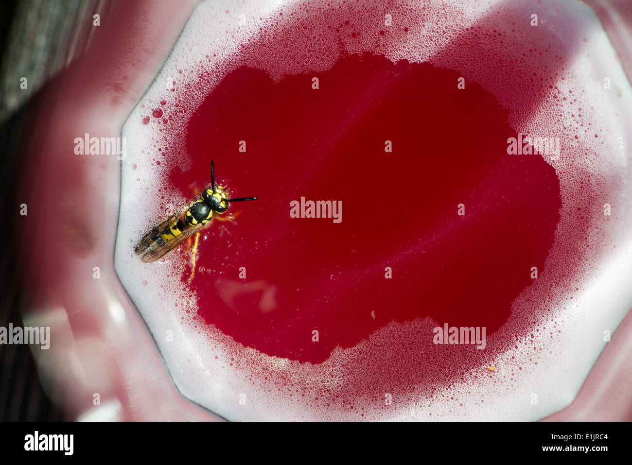 Wasp in an alcoholic drink Stock Photo - Alamy