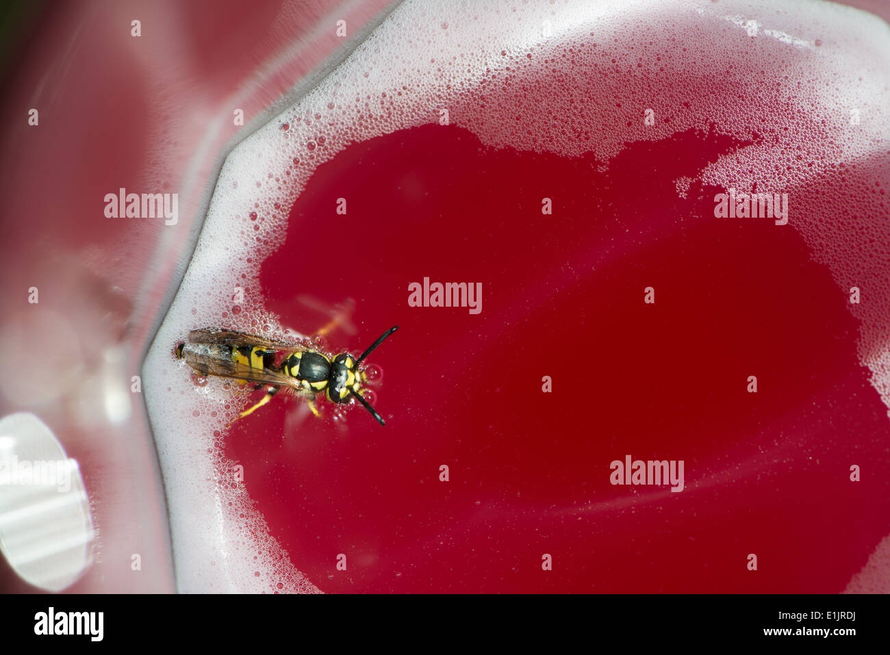 Wasp in an alcoholic drink Stock Photo - Alamy