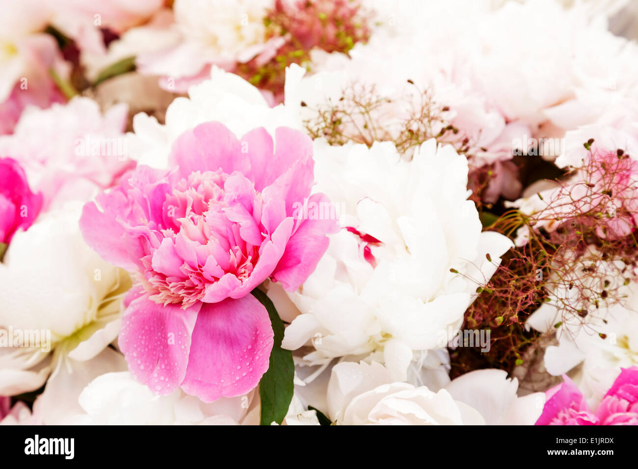 Peony flower background Stock Photo - Alamy