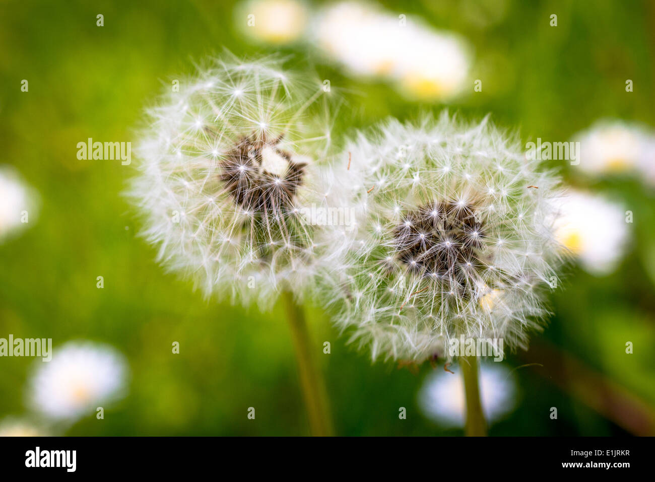 Dandelions Growing on a Lawn Stock Photo - Alamy