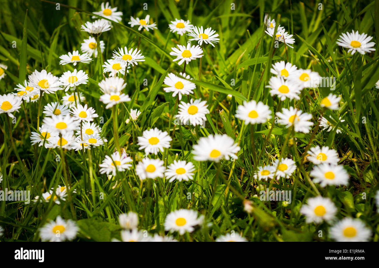 Daisies on the lawn hi-res stock photography and images - Alamy