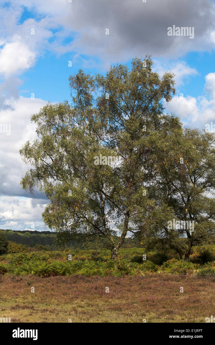 New england birch trees hi-res stock photography and images - Alamy