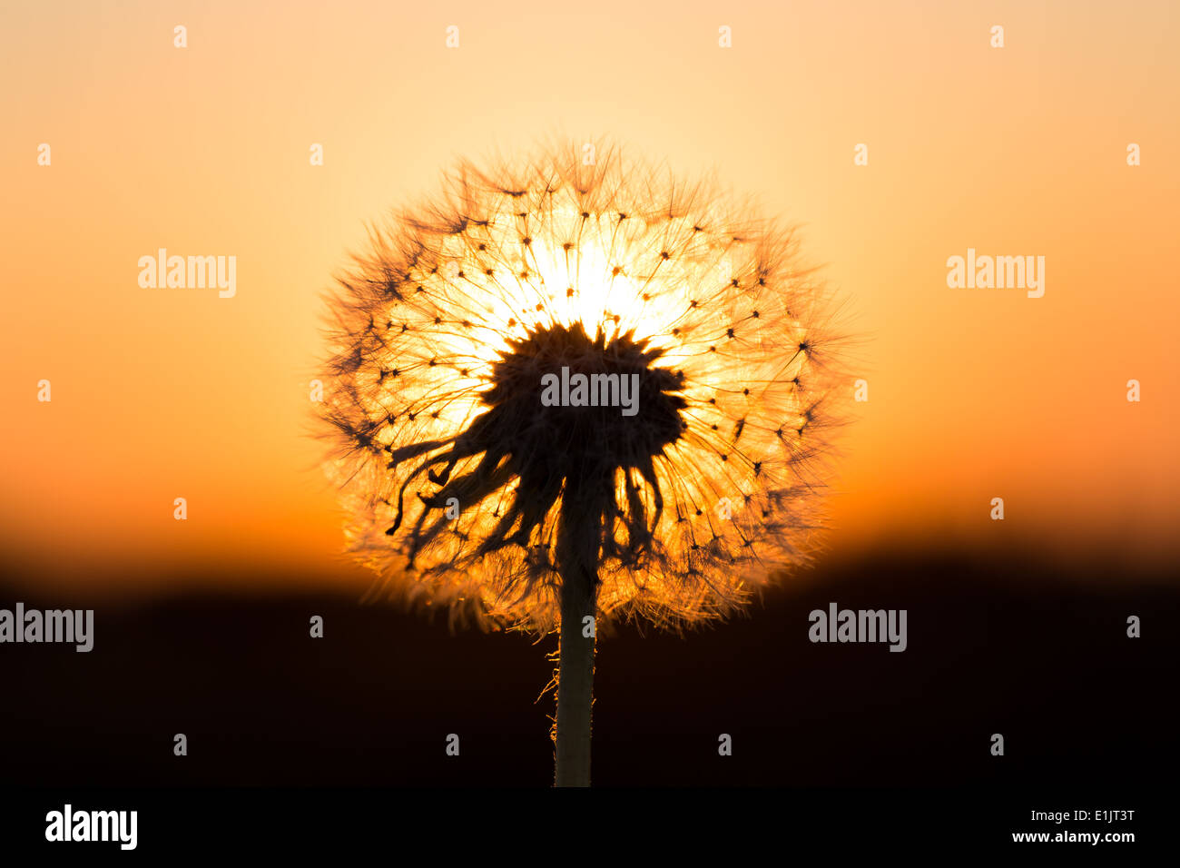 Orange dandelions hi-res stock photography and images - Alamy