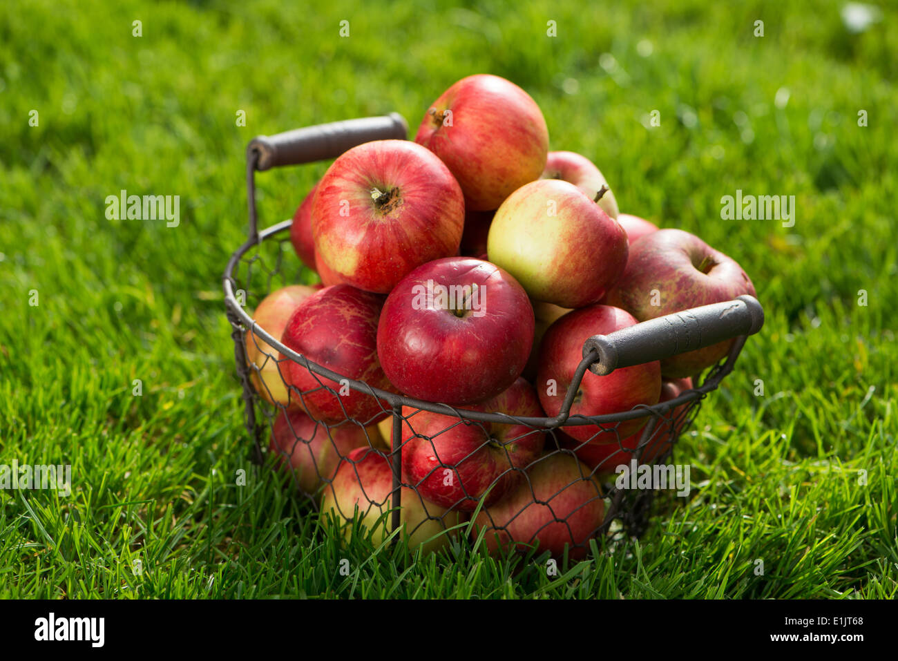 Punnet of apples hi-res stock photography and images - Alamy