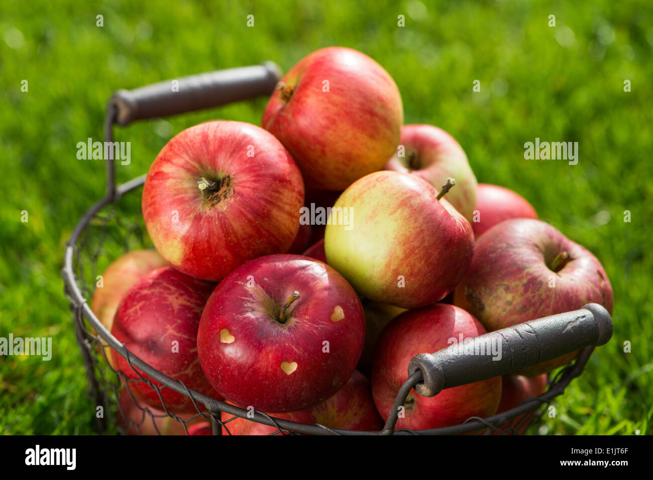 Punnet of apples hi-res stock photography and images - Alamy