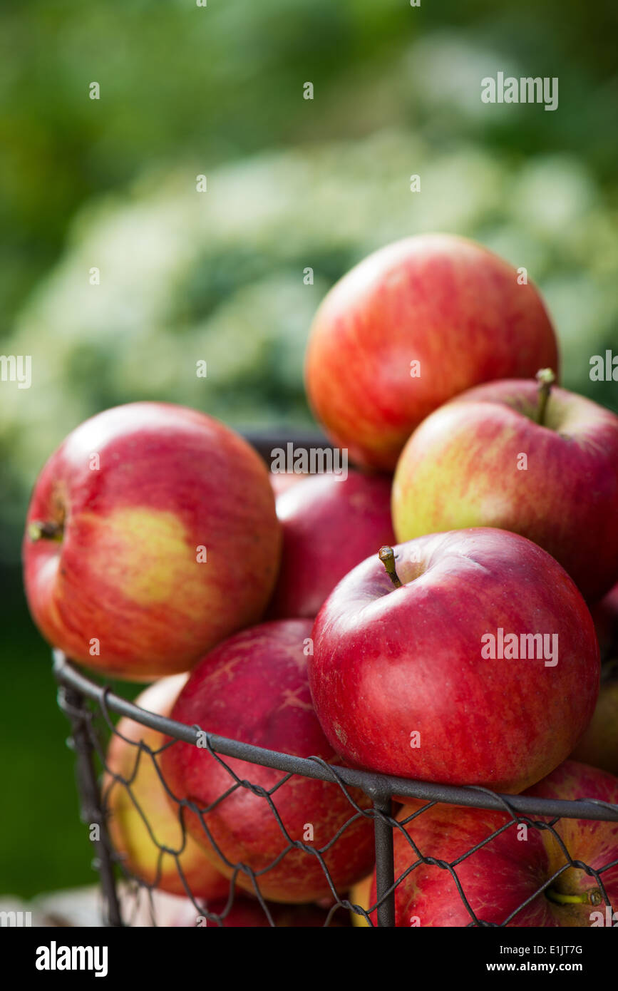 Red apples in a basket Stock Photo - Alamy