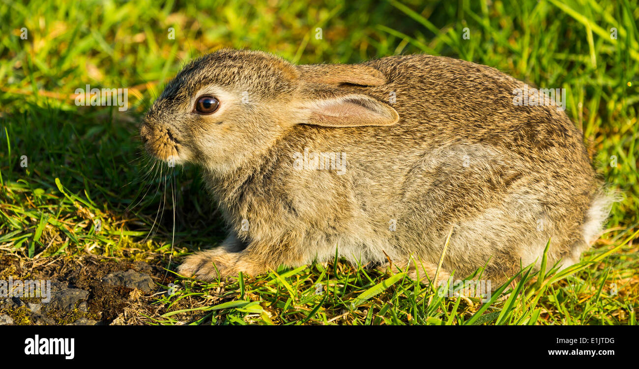 Mutton bunny hi-res stock photography and images - Alamy
