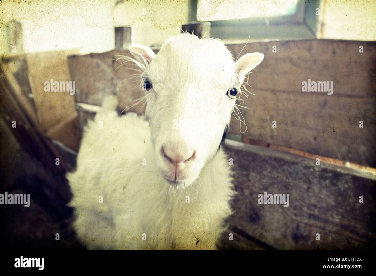 Vintage photo of a goat Stock Photo - Alamy