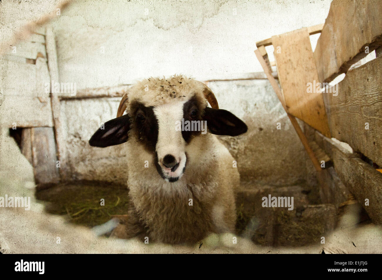 Old sheep pen hi-res stock photography and images - Alamy