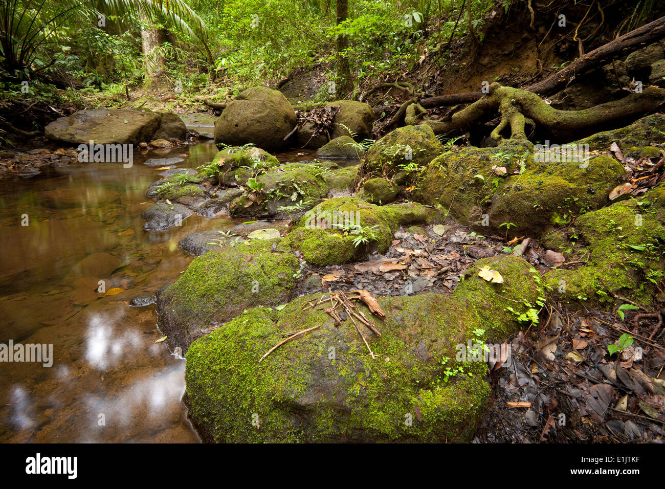 Green moss on rocks at the riverside of a small river at El Charco ...