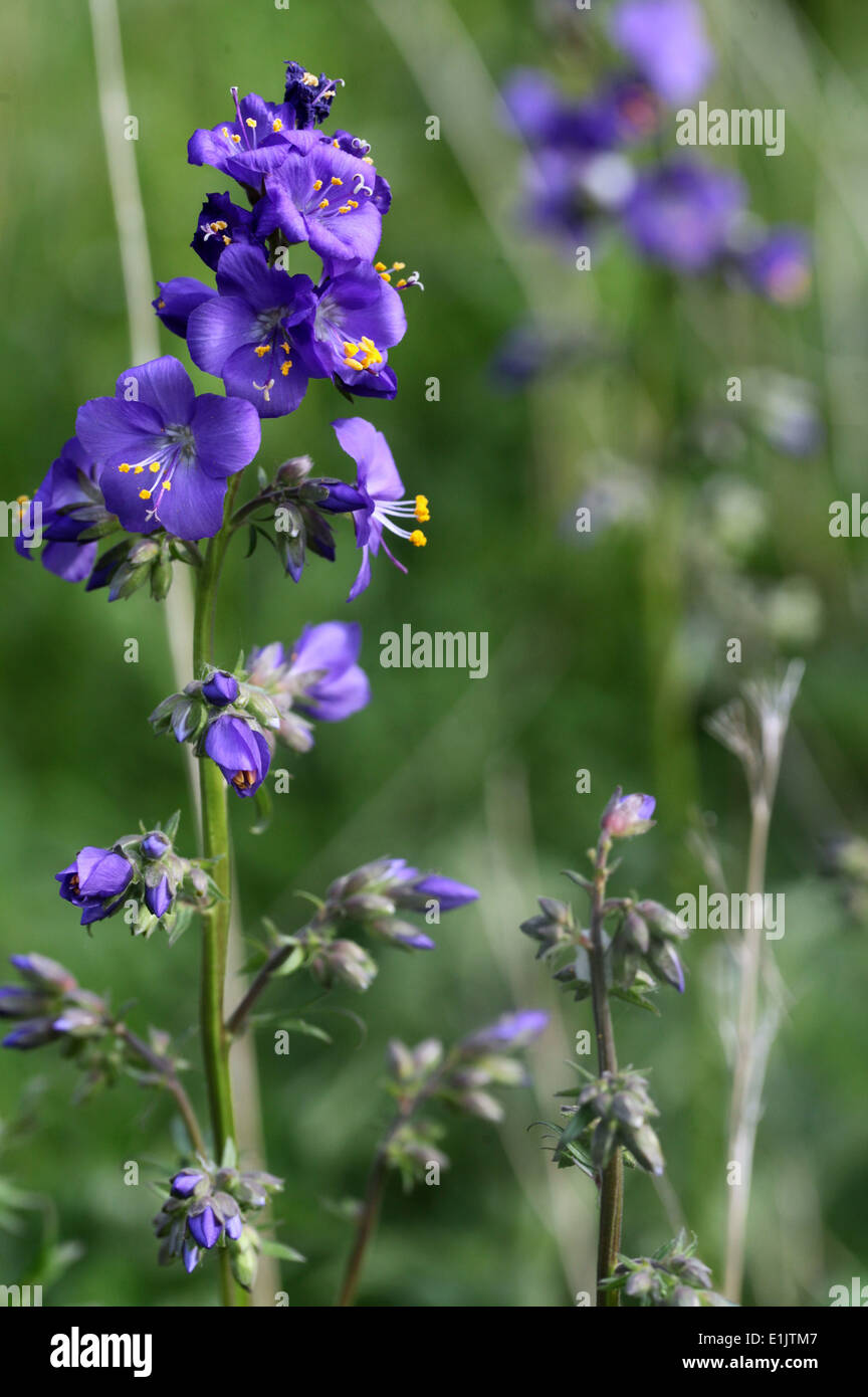 Lathkil dale hi-res stock photography and images - Alamy